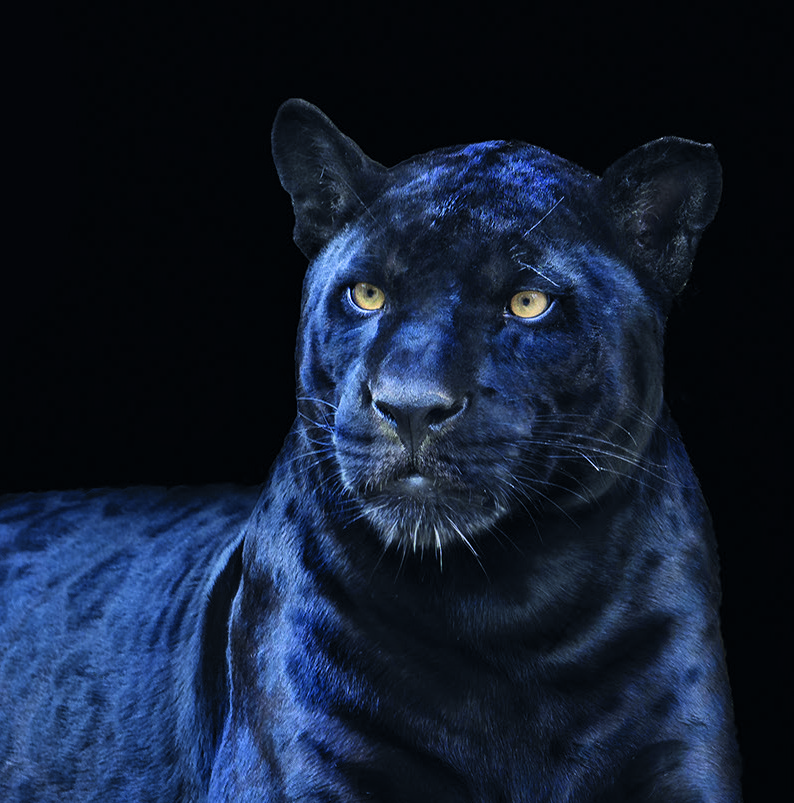 Bagira - Dehner Agrar